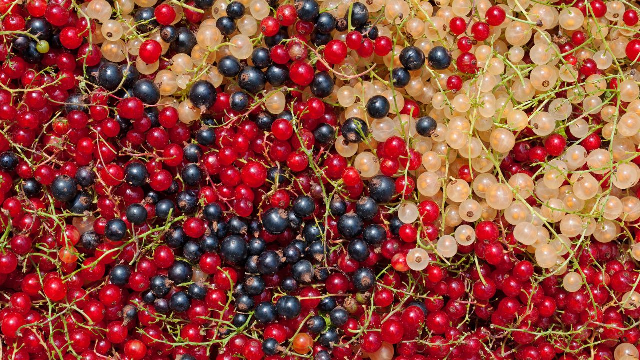 Ríbezle - ich odrody, pestovanie, účinky na zdravie, spracovanie a ...