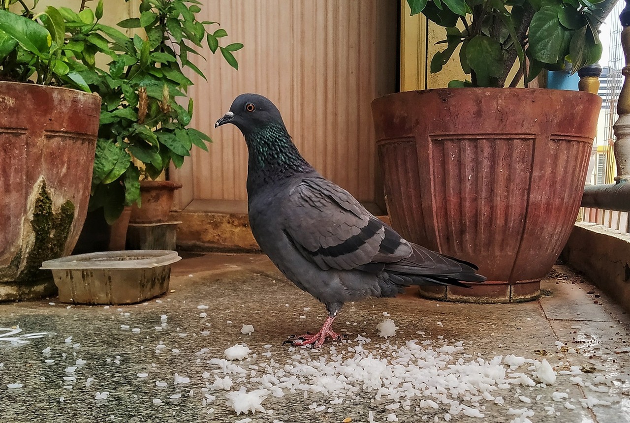 Holuby znečisťujú parapety, balkóny, strechy: Zbavte sa ich ...