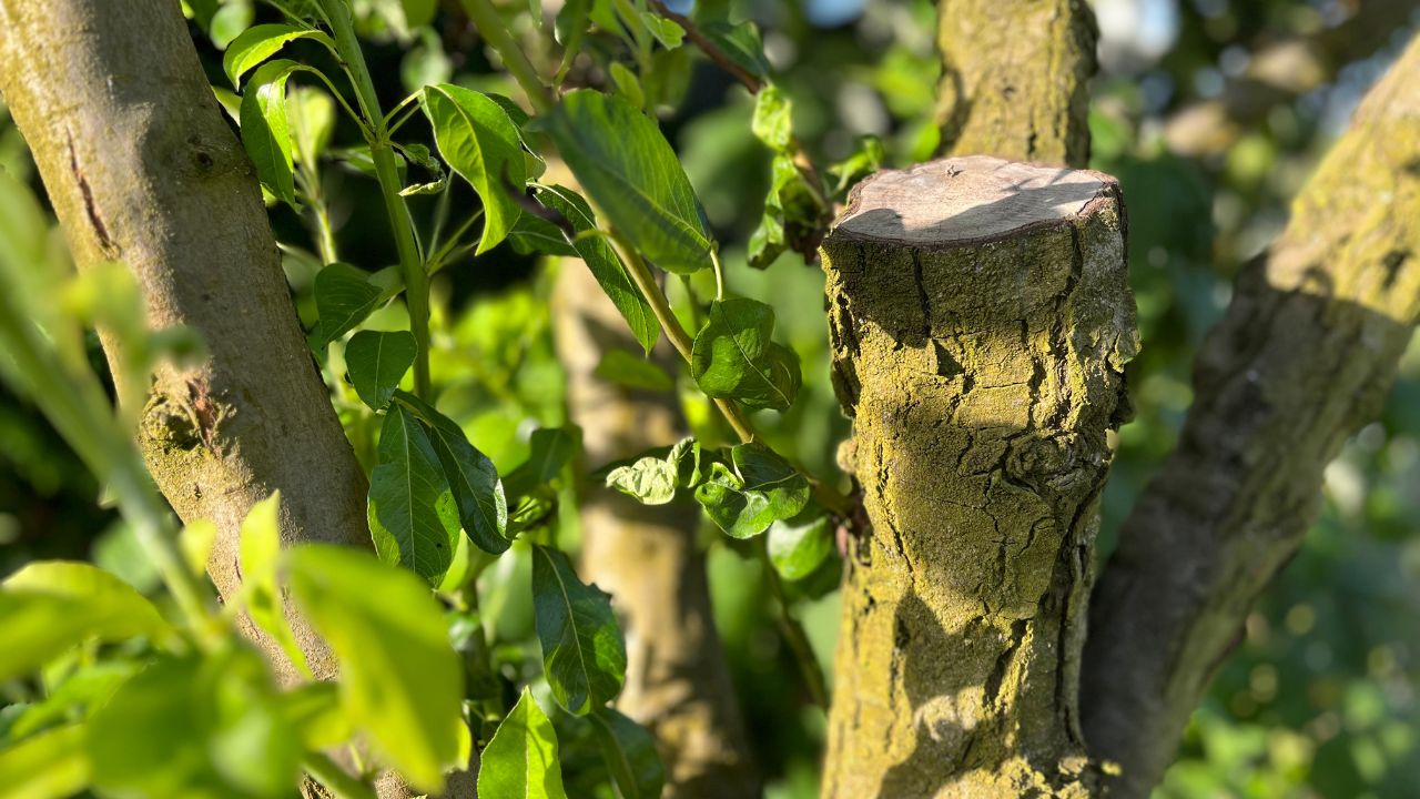 Letný rez stromov: Zabezpečte si väčšiu úrodu na budúci rok už teraz ...