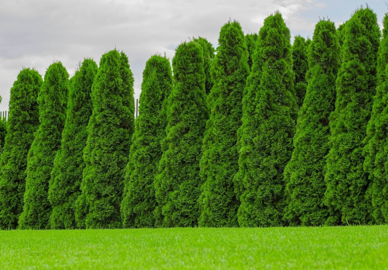 Tuje - Najlepšie rady a tipy pre pestovanie - Tvojazahrada.sk