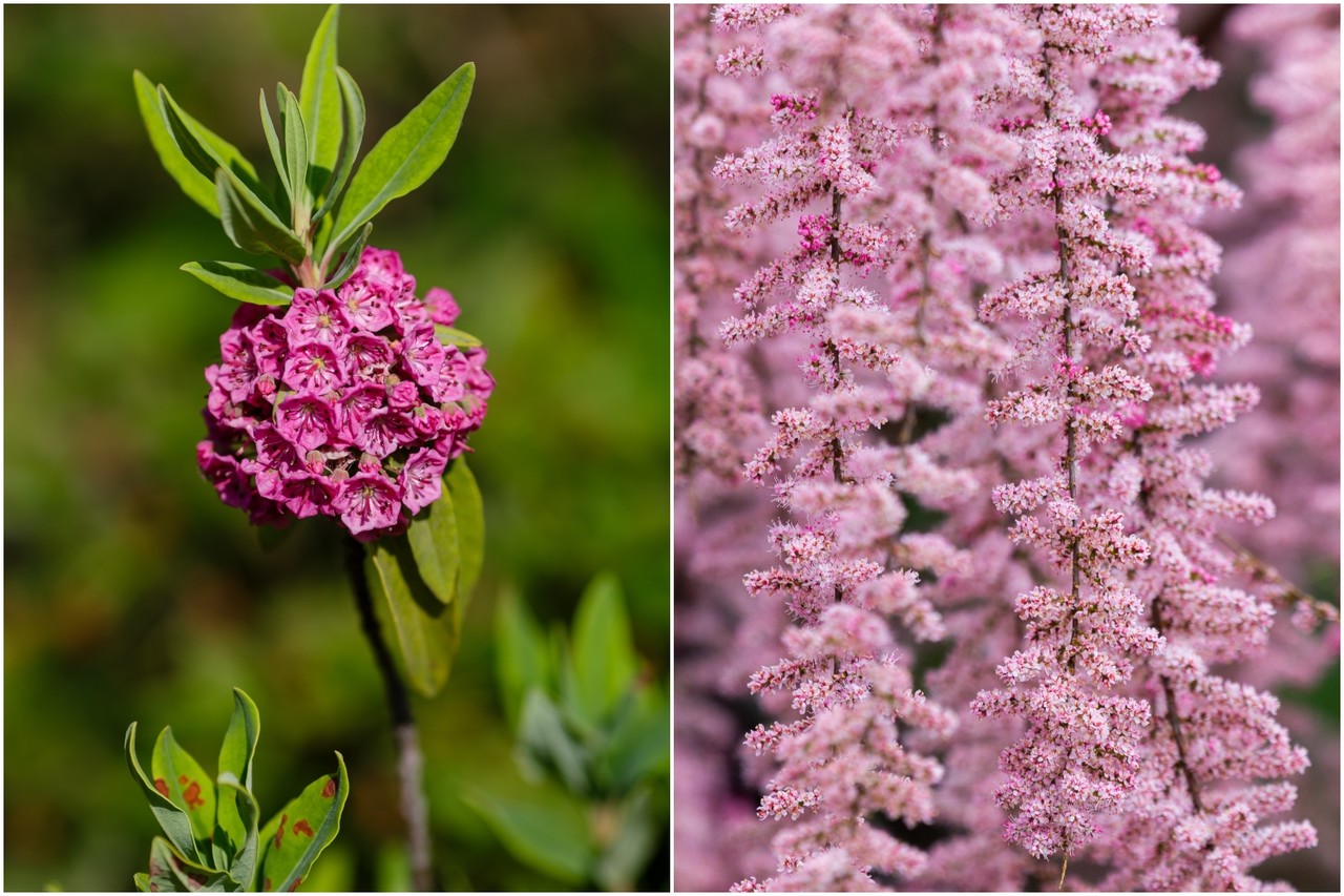 TOP kvitnúce dreviny – ktoré skrášlia a rozvoňajú tvoju záhradu ...