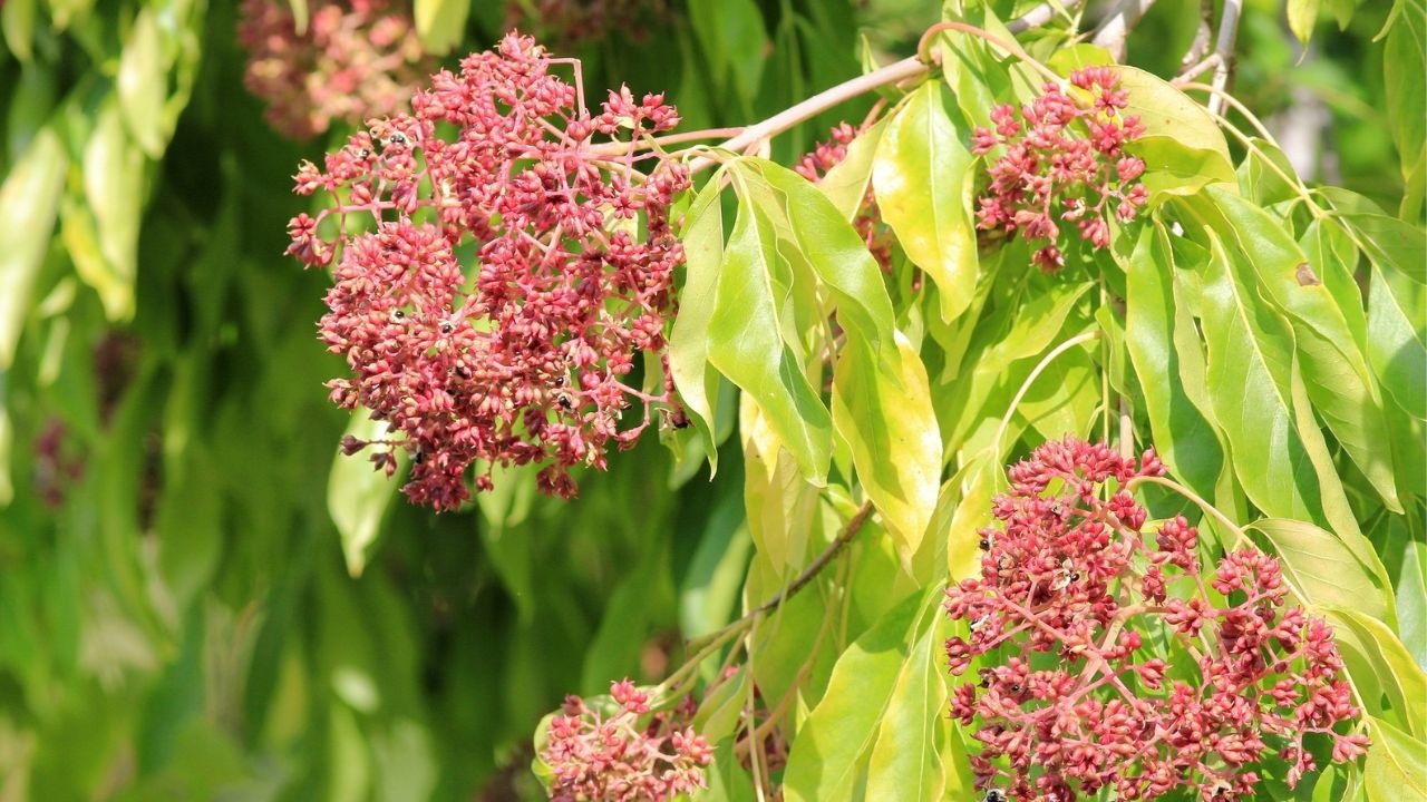 Evódia - TÝMTO je tento listnatý okrasný strom výnimočný! - Tvojazahrada.sk