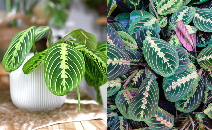 Izbová rastlina s fascinujúcimi listami: Maranta - Tvojazahrada.sk
