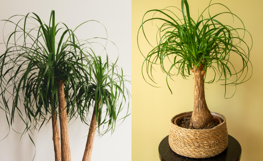 Slonia noha: Pôsobivá rastlina, ktorá oživí každý interiér ...