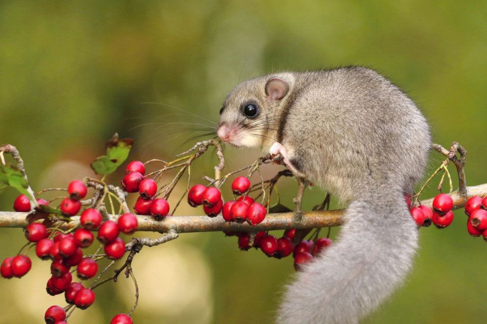Ako sa zbaviť plchov na chalupe? Vyskúšajte triky, ktoré fungujú ...