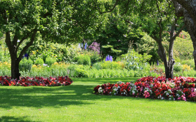 Rastliny vhodné pod stromy, ktoré oživia tienisté miesta v záhrade ...
