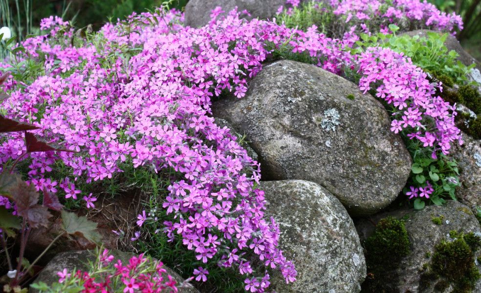 Najkrajšie TOP pôdopokryvné rastliny, ktoré sú nielen atraktívne, ale ...
