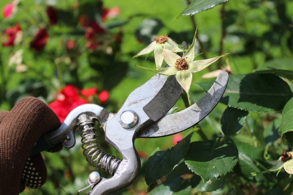 Ako strihať ruže po odkvitnutí? Poradíme vám ten najlepší postup ...