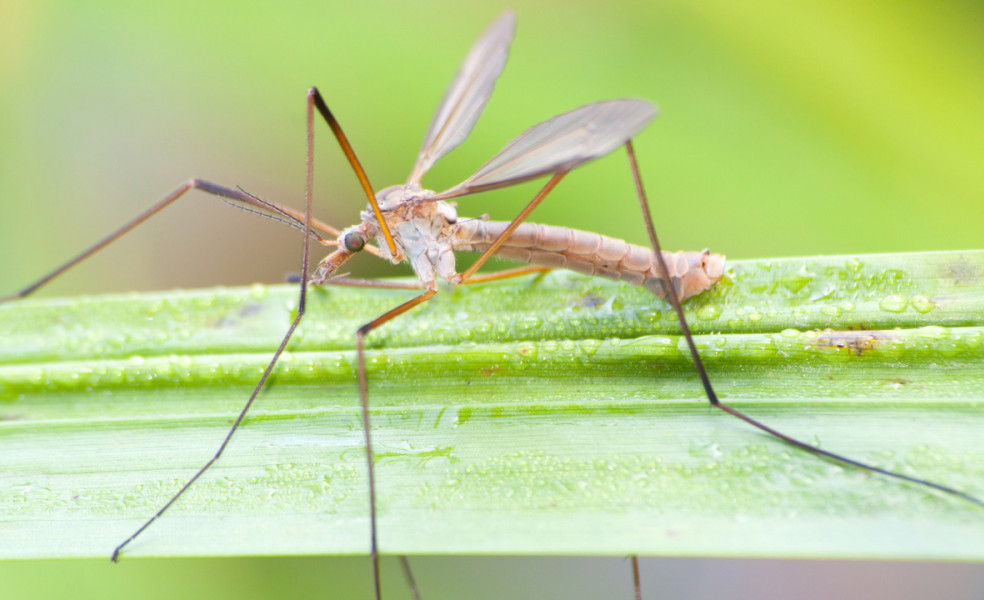 Tipuľa bahenná (veľký komár) vie v záhrade napáchať velké škody! TAKTO ...