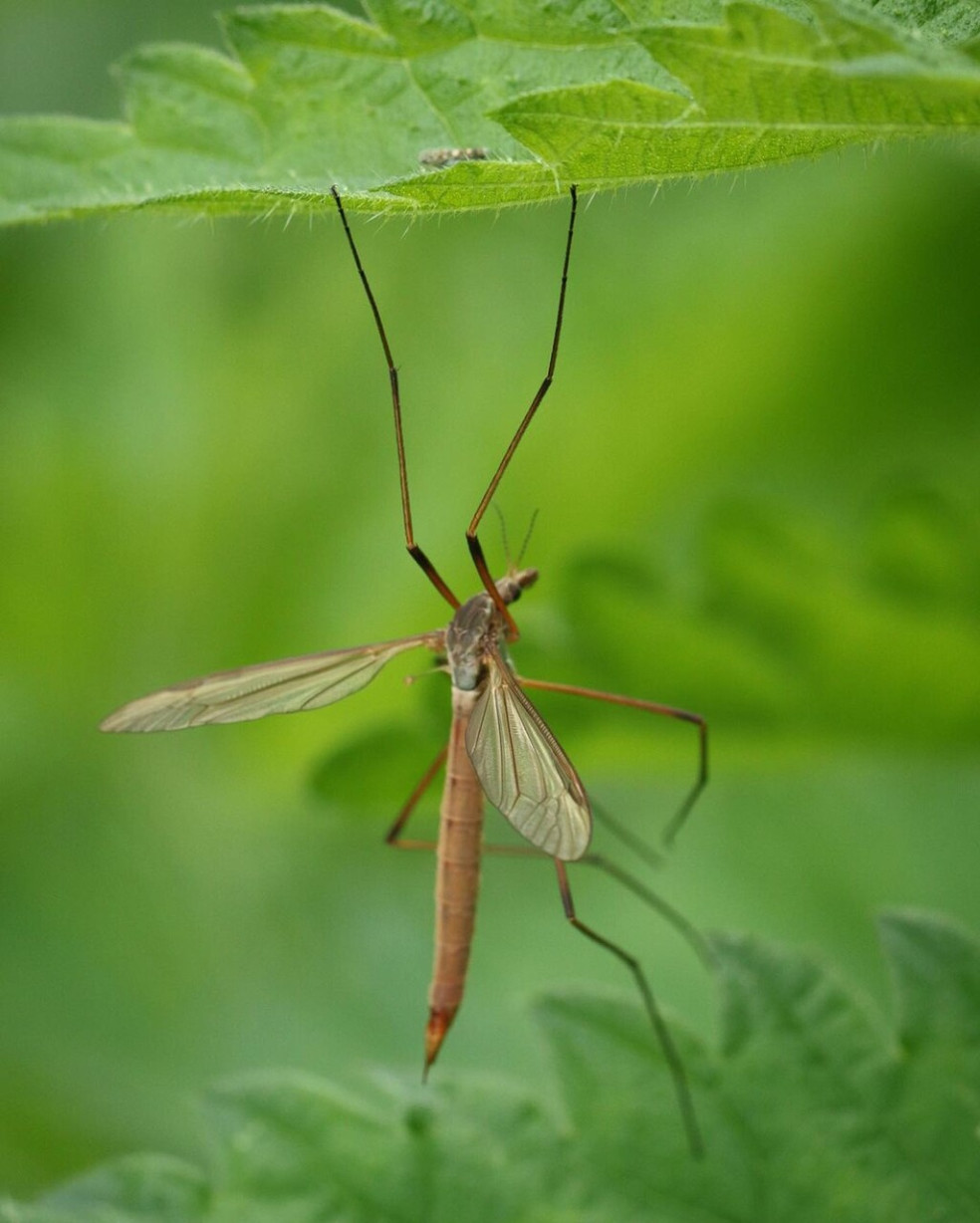 Tipuľa bahenná (veľký komár) vie v záhrade napáchať velké škody! TAKTO ...