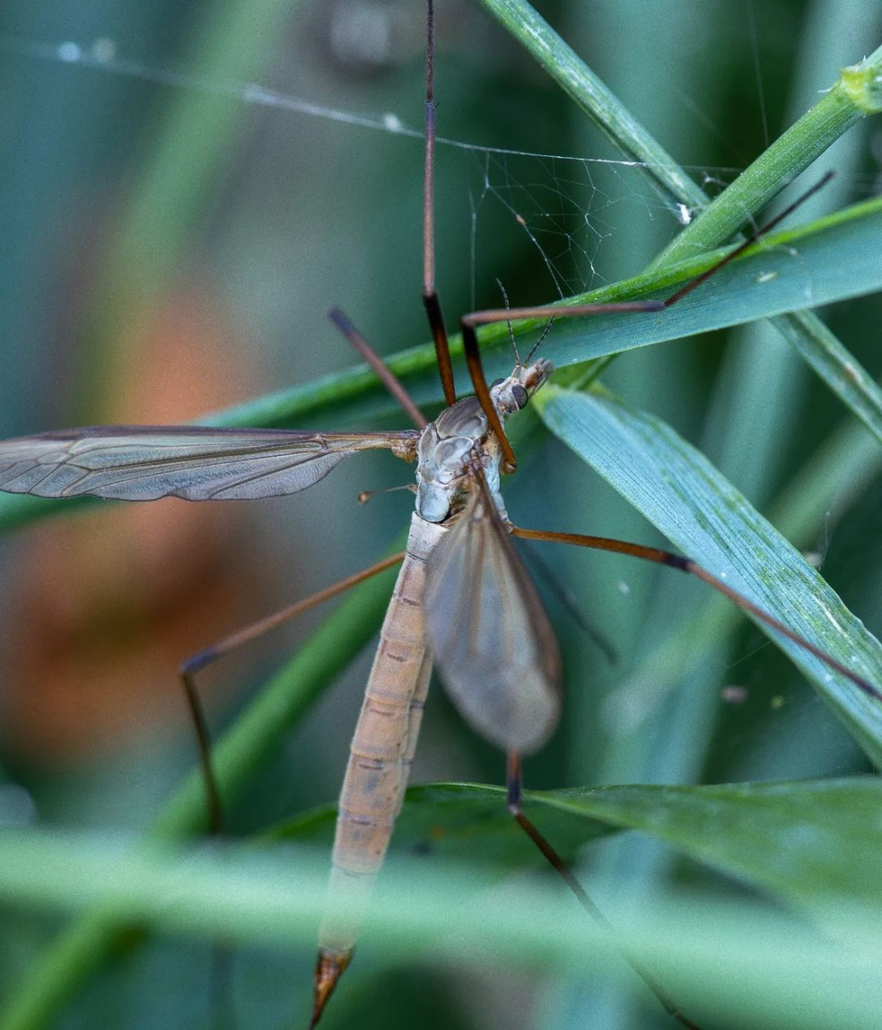Tipuľa bahenná (veľký komár) vie v záhrade napáchať velké škody! TAKTO ...