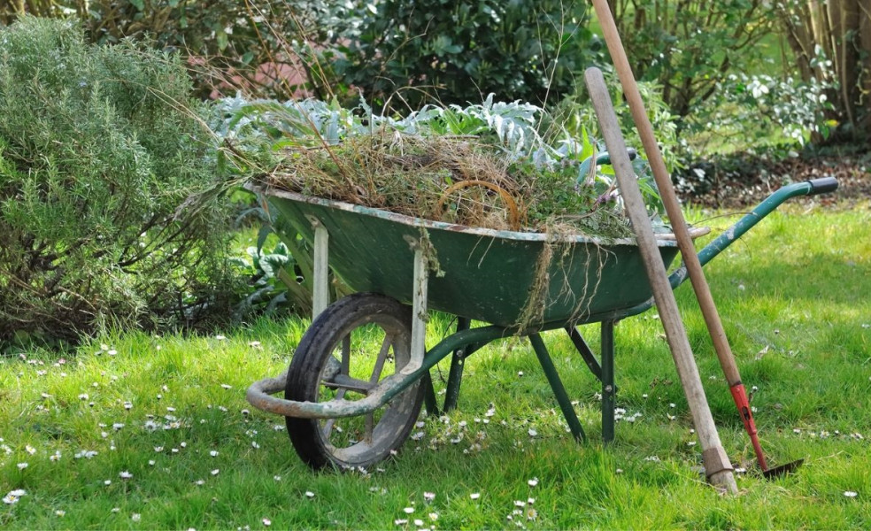 Ako sa zbaviť invazívnych rastlín v záhrade? Poradíme vám ...