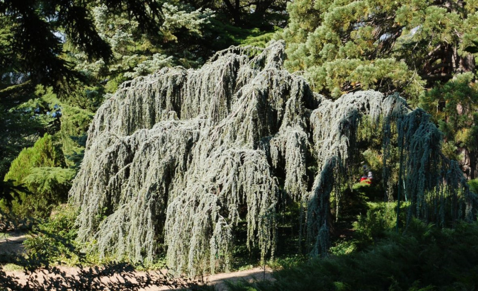 Previsnuté dreviny sú ozdobou záhrady! TAKTO zvýšite rast ich korunky ...
